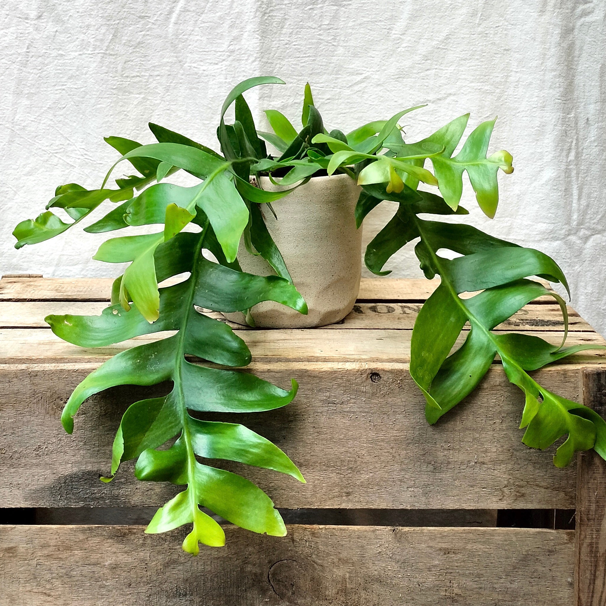 Epiphyllum Chrysocardium 'Fern Leaf Cactus' (with optional hanger ...