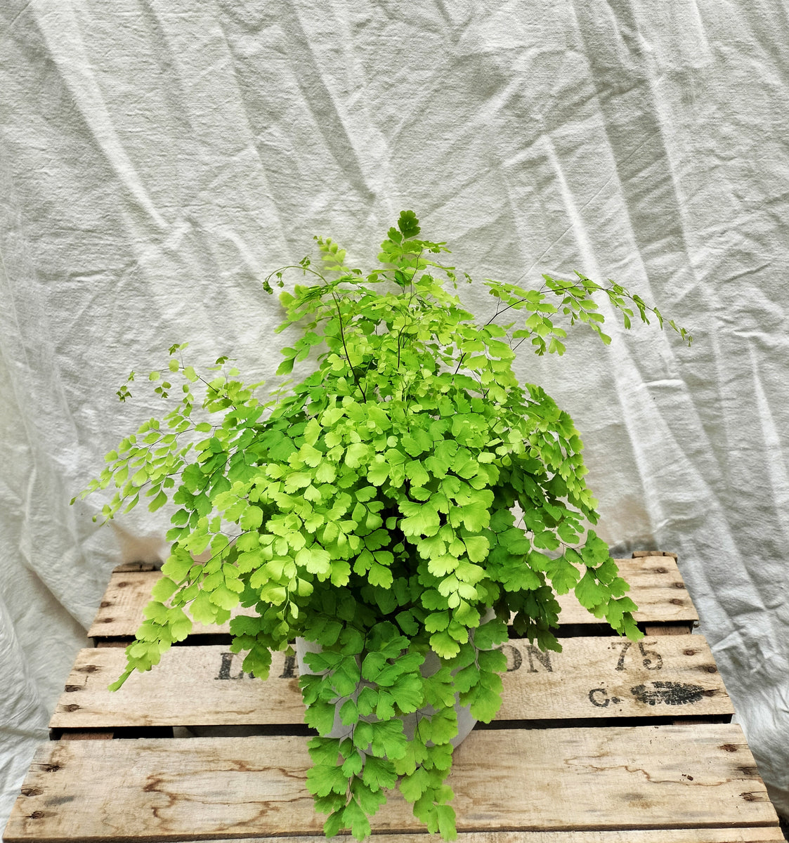 Adiantum Fragrans 'Maidenhair Fern' – Rooted & Co