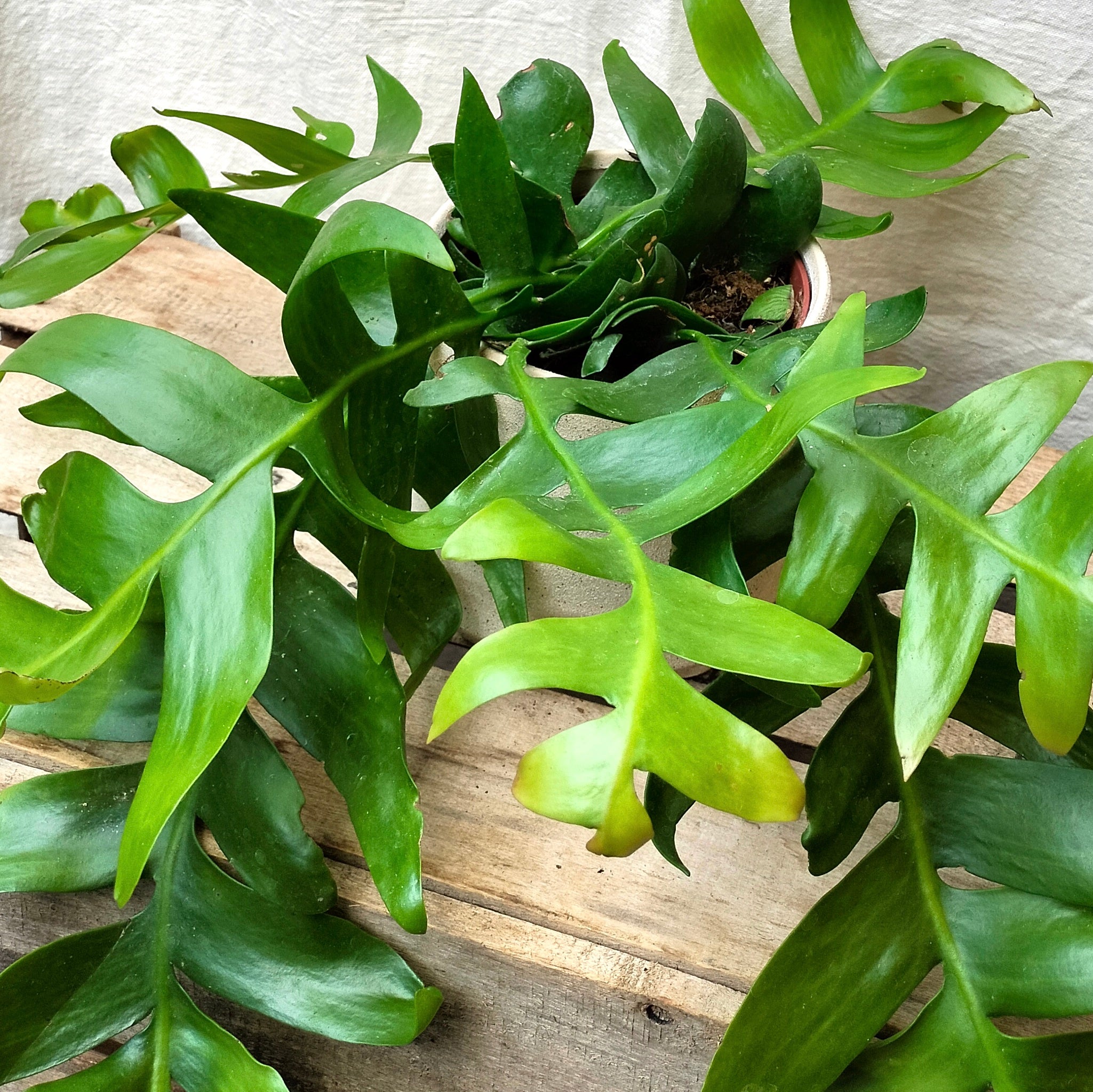 Epiphyllum Chrysocardium 'Fern Leaf Cactus' – Rooted & Co