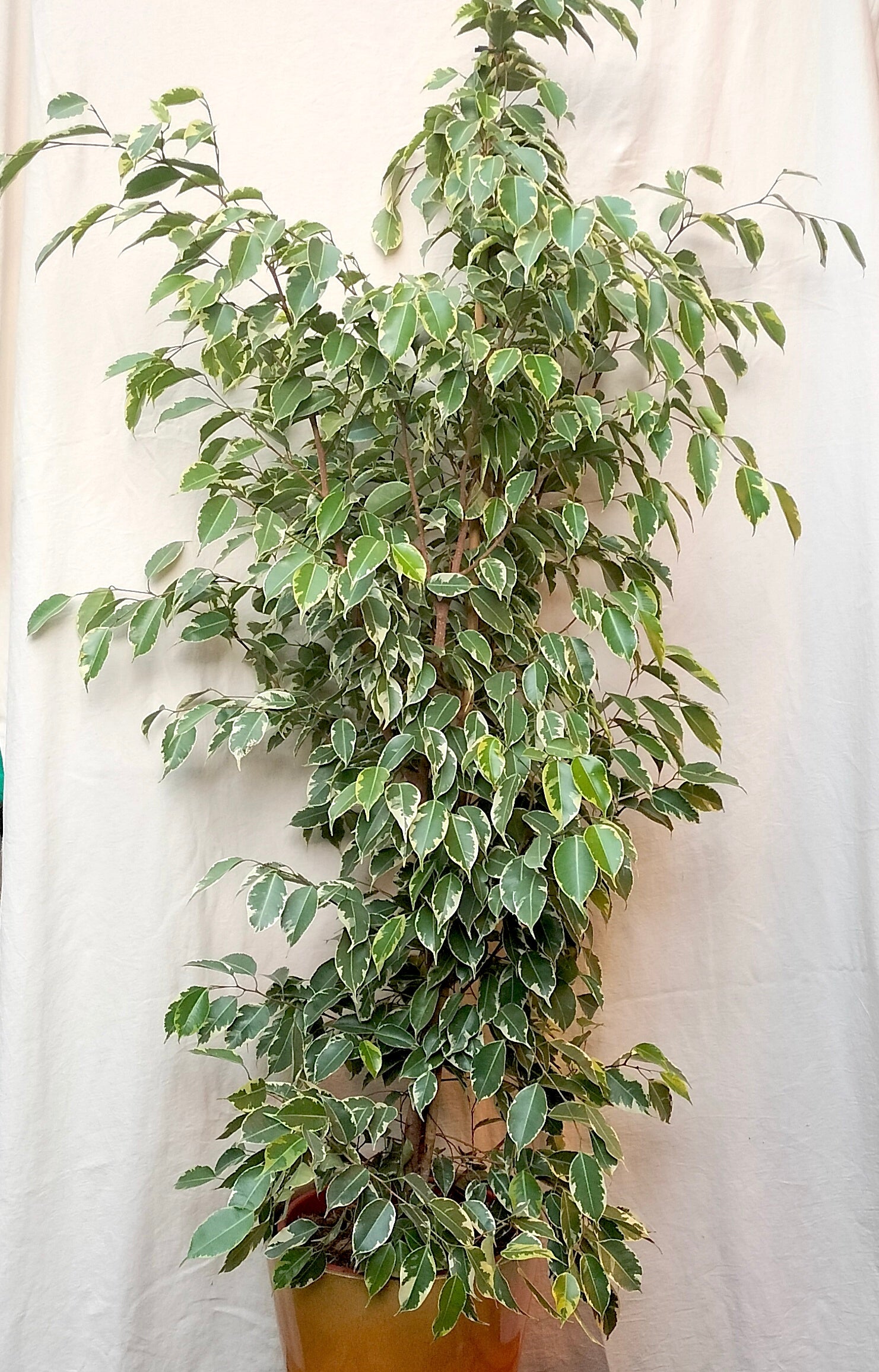 Ficus 'Golden King' – Rooted & Co