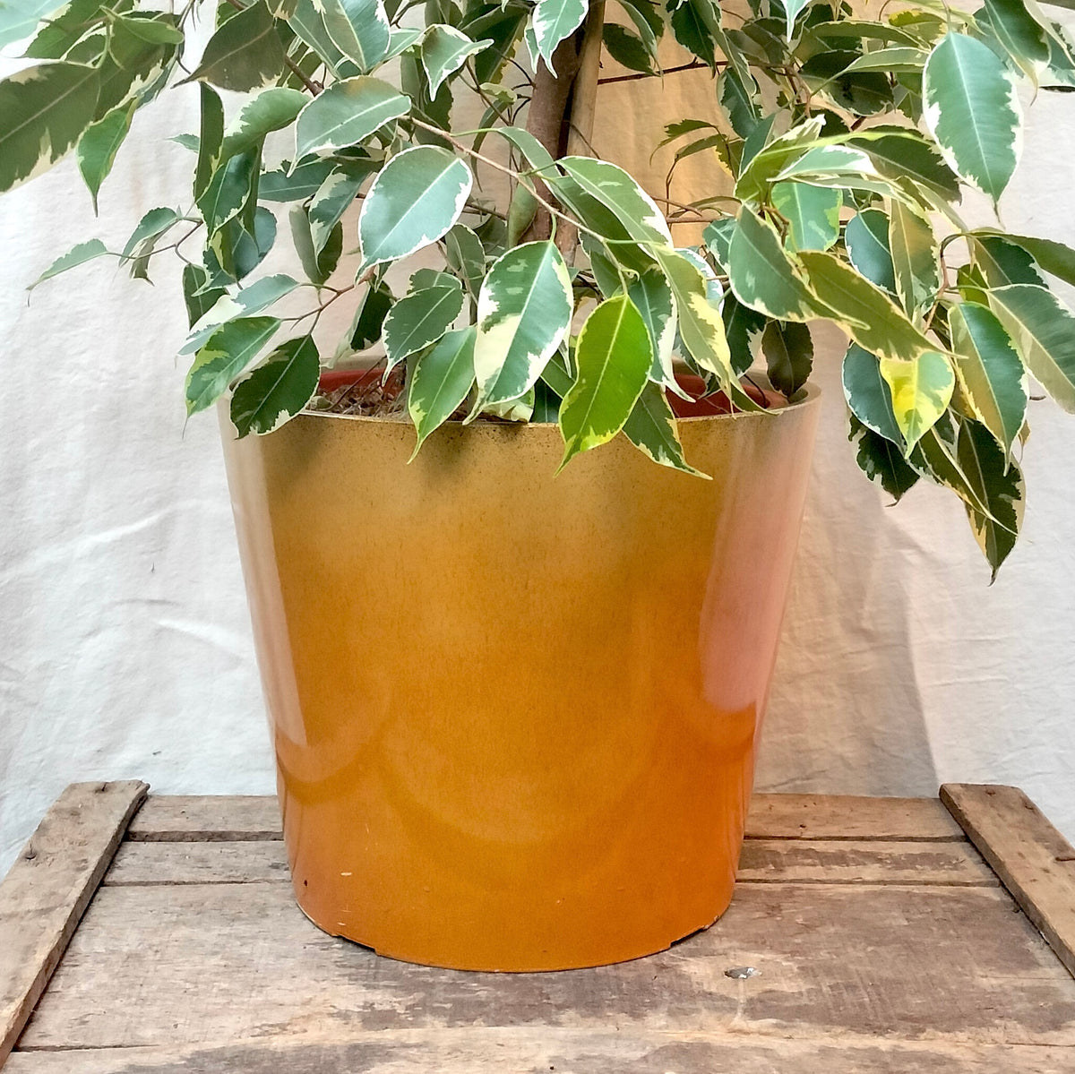 Ficus 'Golden King' – Rooted & Co