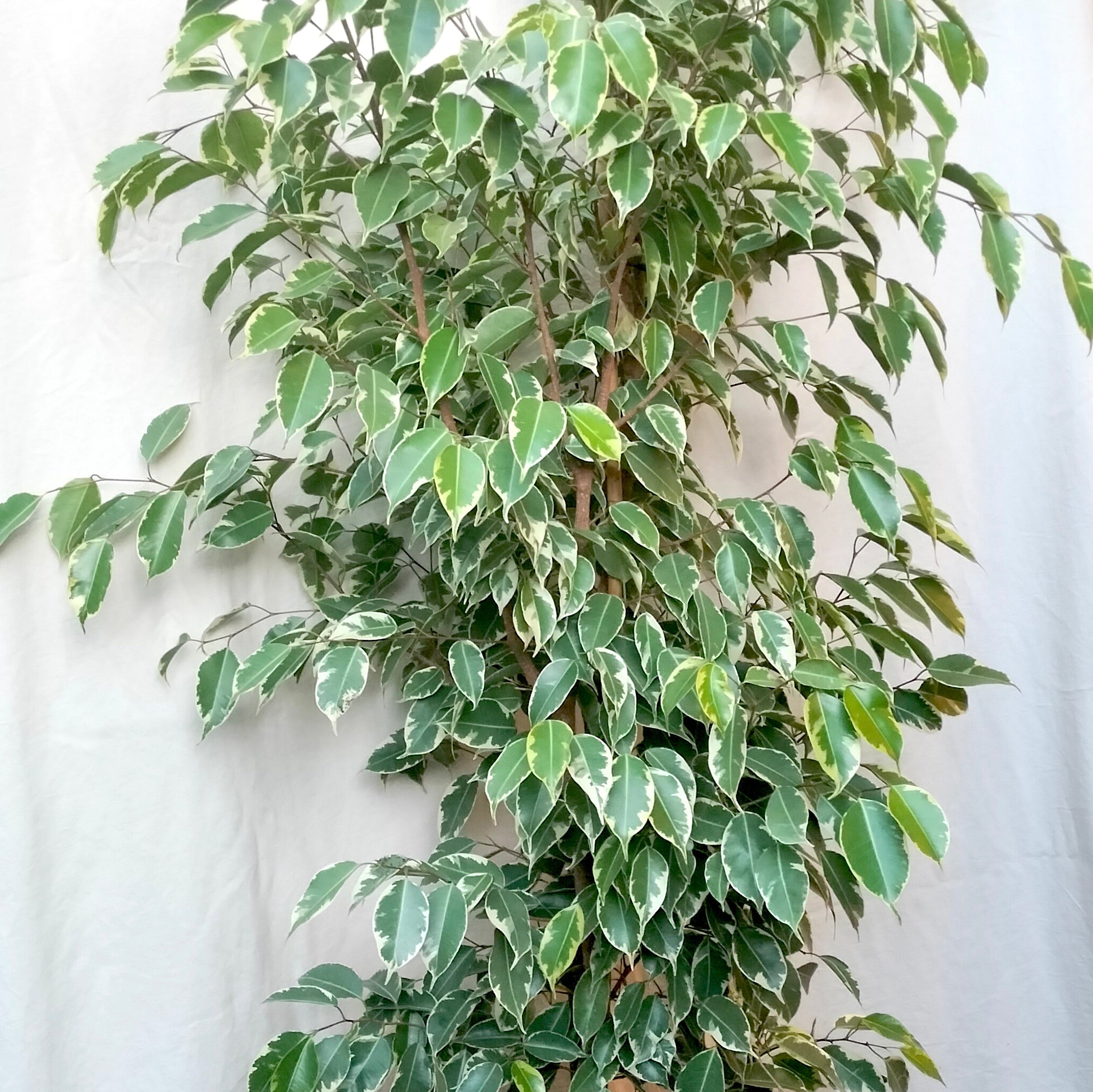 Ficus 'Golden King' – Rooted & Co