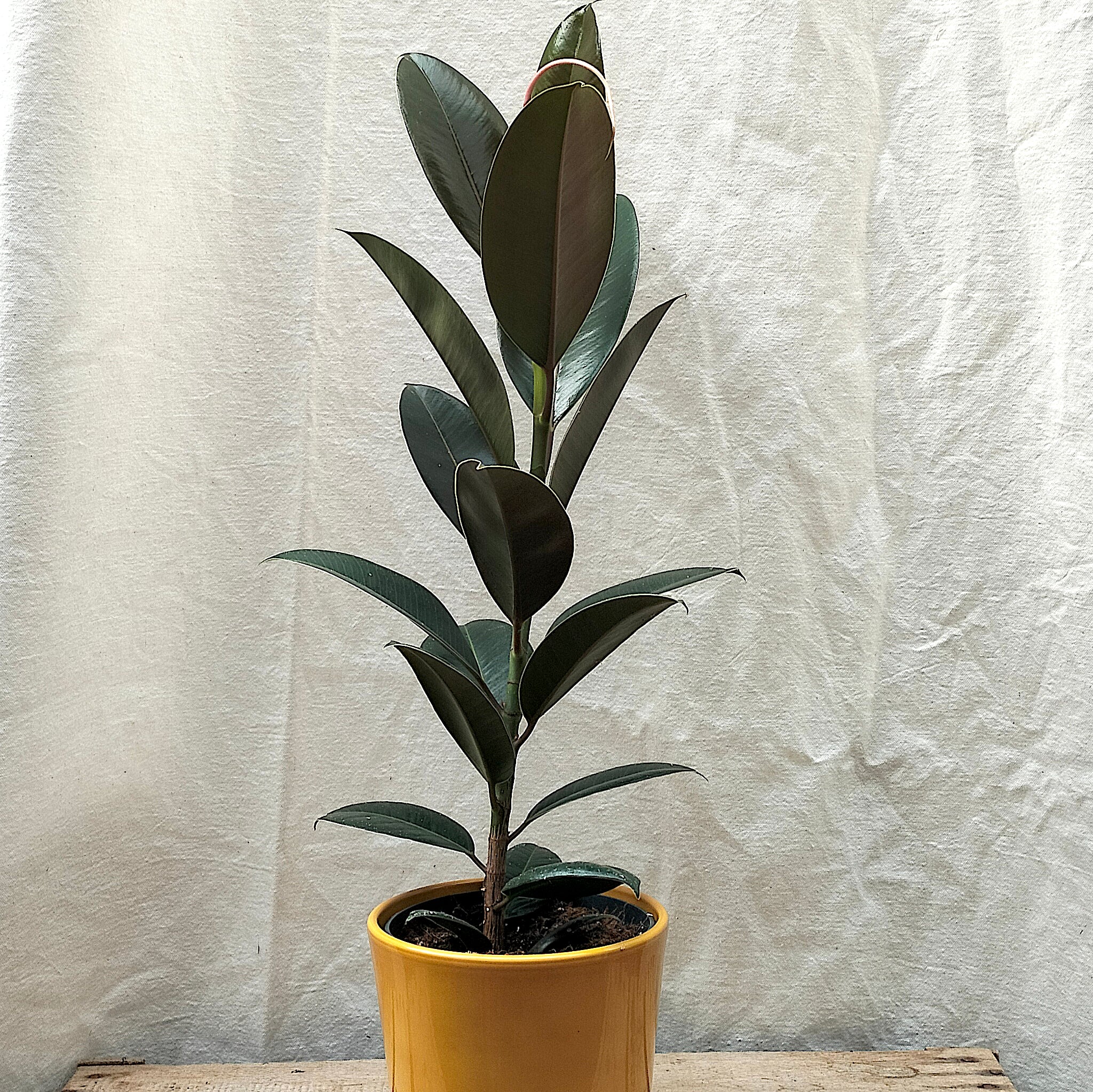 Ficus Elastica Melany Rubber Plant – Rooted & Co
