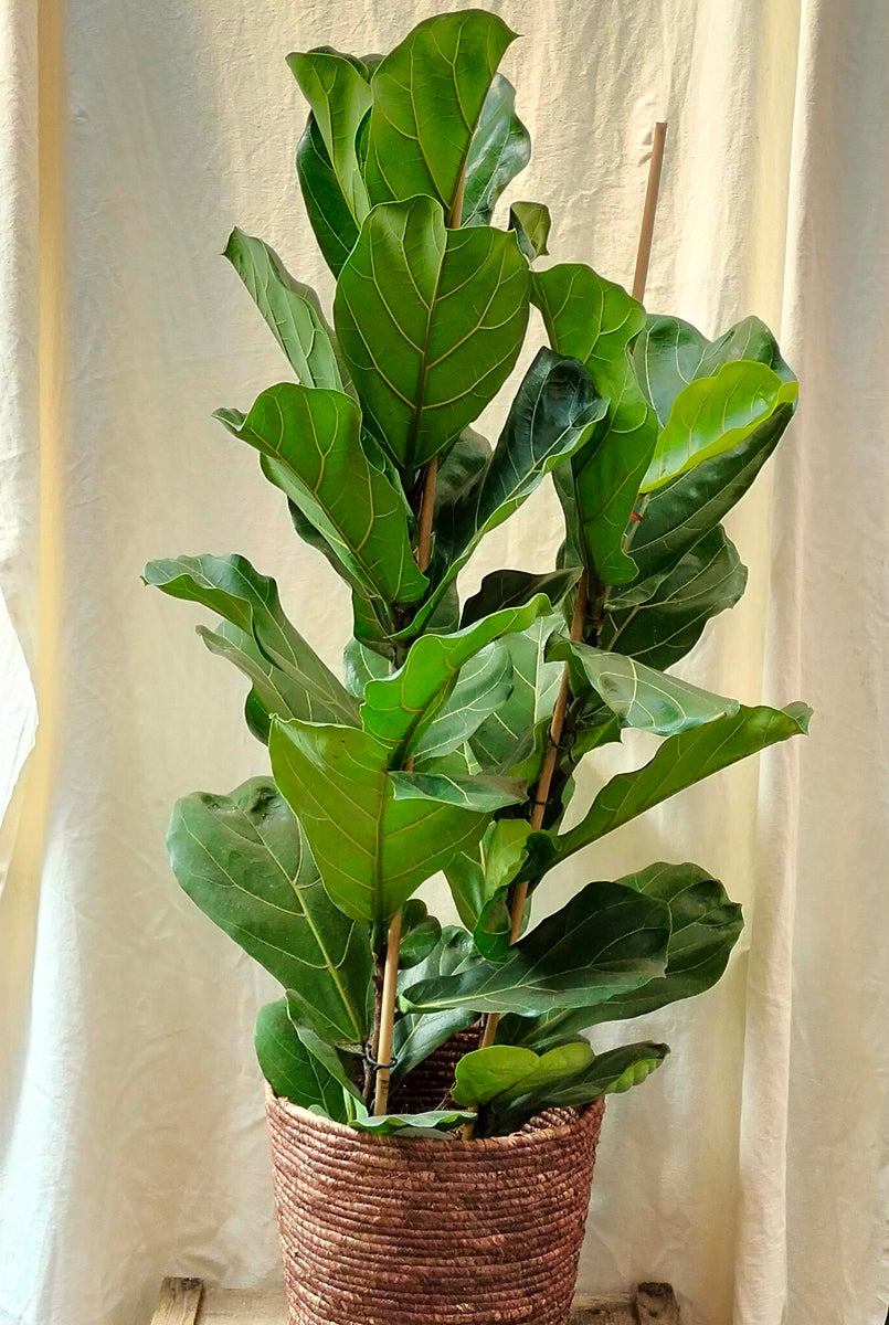 Ficus Lyrata 'Fiddle Leaf Fig' – Rooted & Co