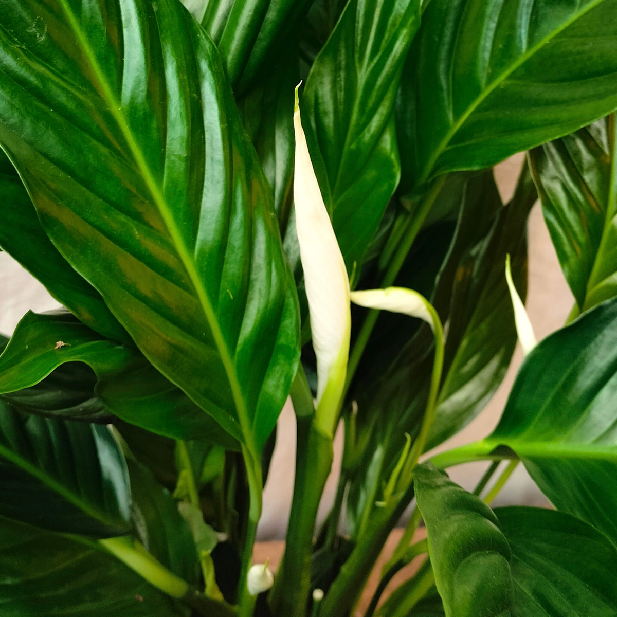 Spathiphyllum 'Sweet Benito' Peace Lily – Rooted & Co
