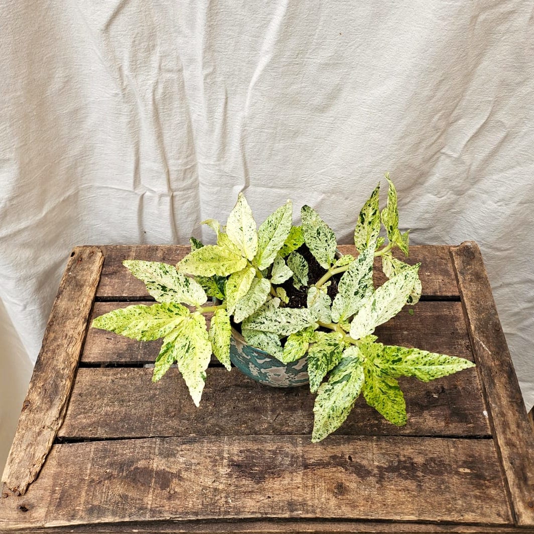 Pellionia Repens Variegata 'Trailing Watermelon Begonia' – Rooted & Co