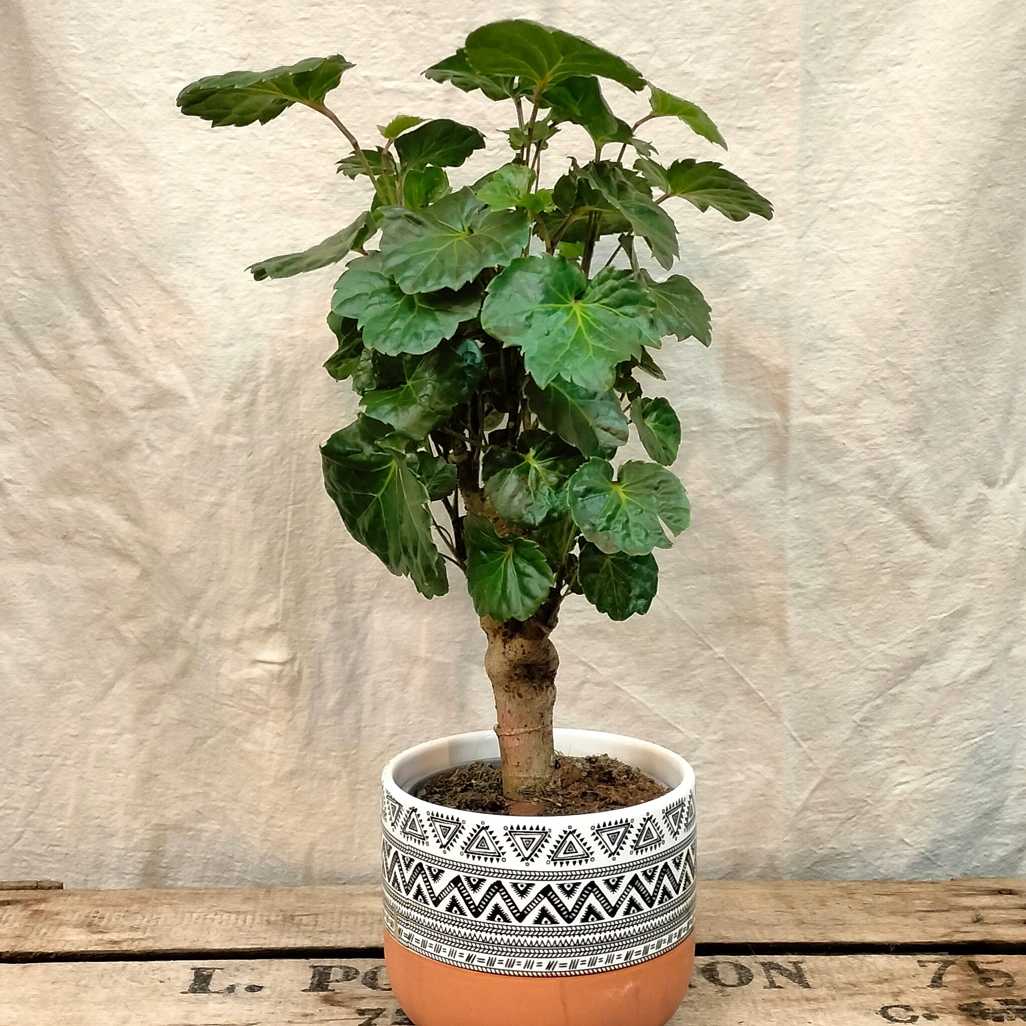 Polyscias Guilfoylei "Geranium Aralia" – Rooted & Co