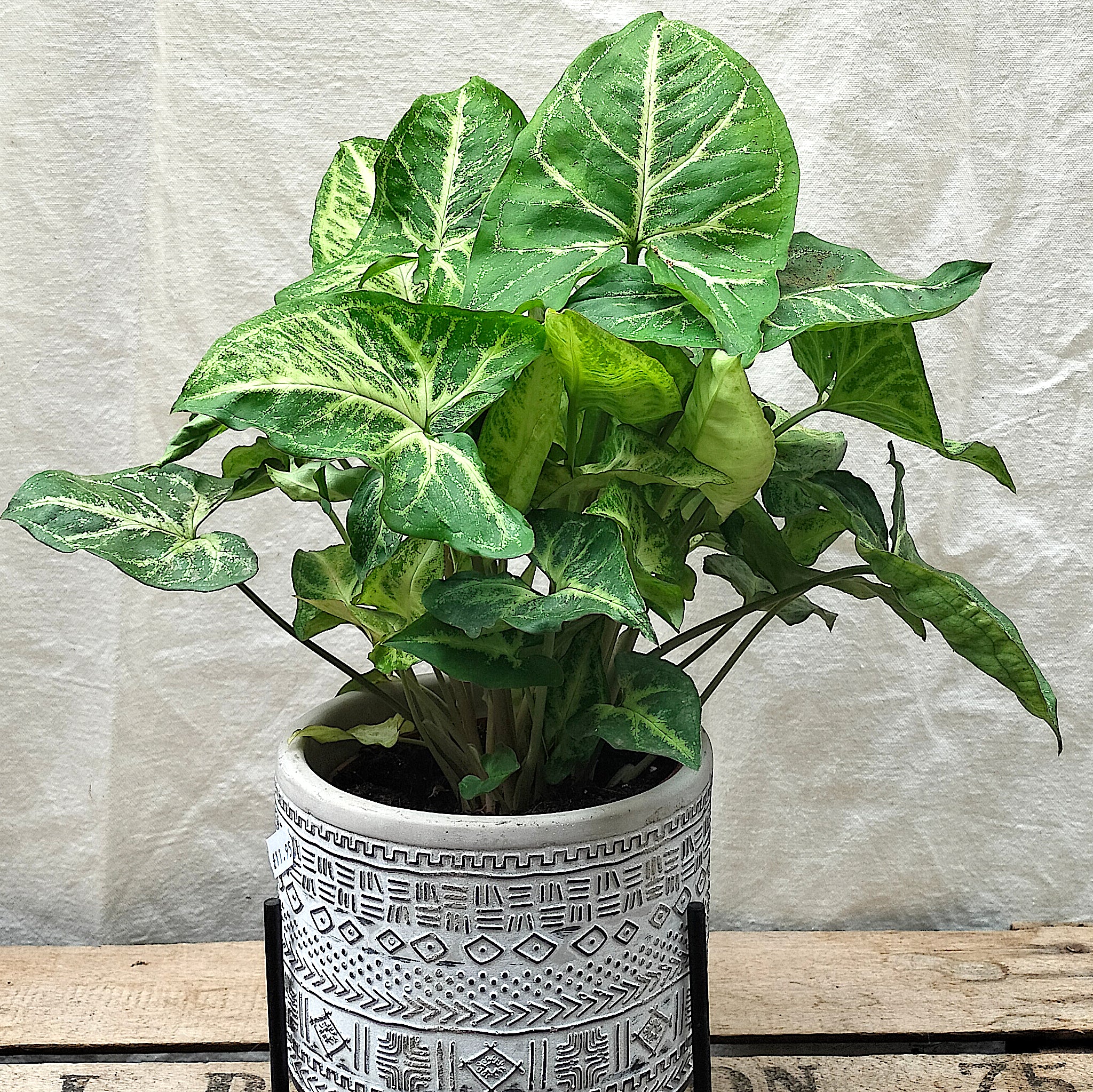 Syngonium Podophyllum 'Pixie' – Rooted & Co