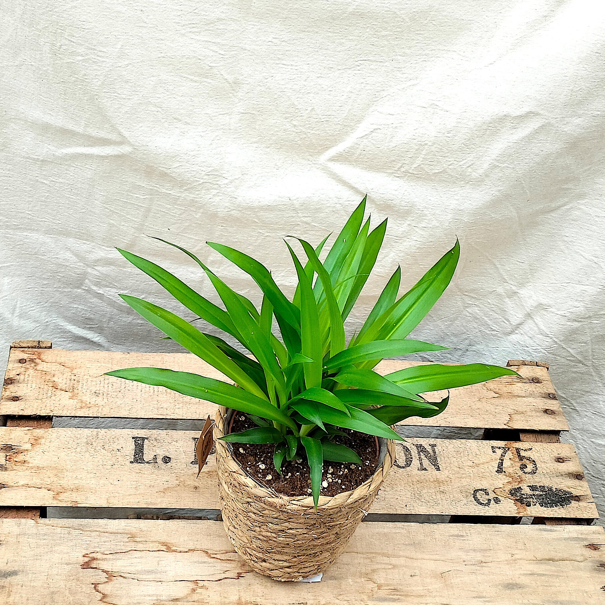 Chlorophytum 'Lemon Spider Plant' – Rooted & Co