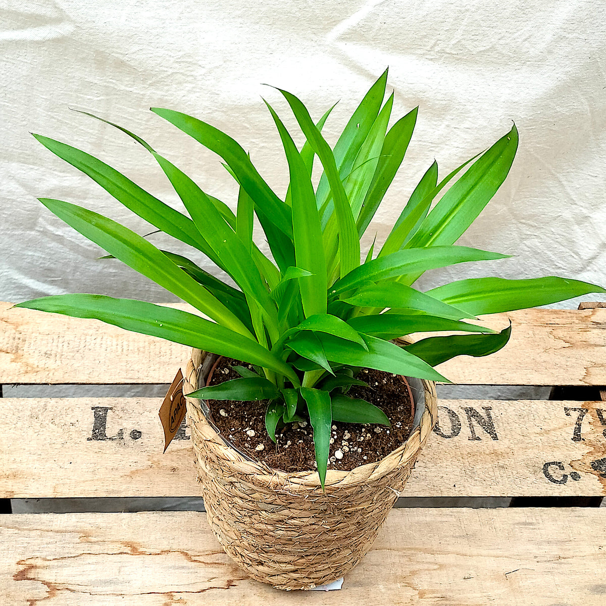 Chlorophytum 'Lemon Spider Plant' – Rooted & Co