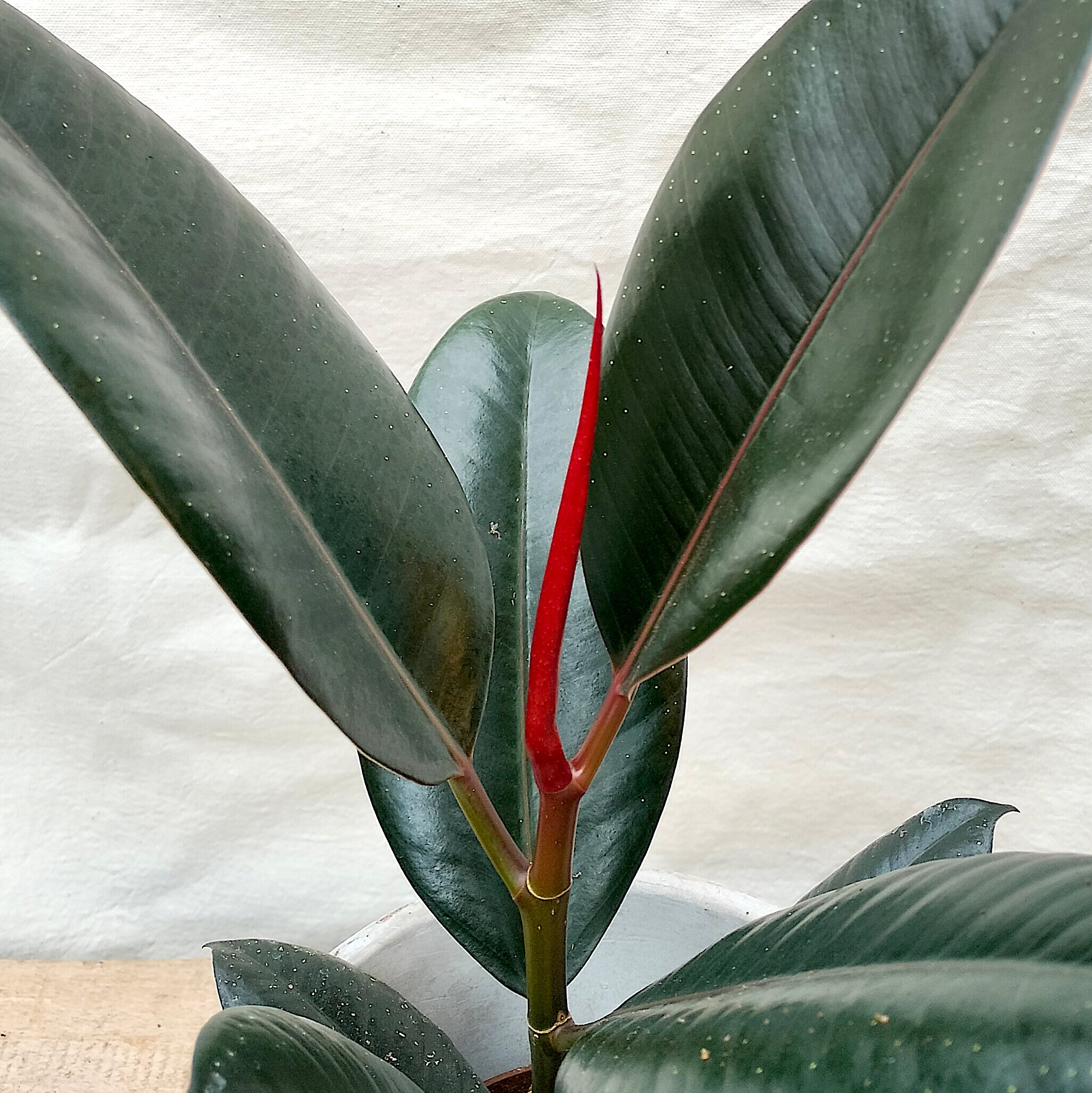 Ficus Abidjan Rubber Plant – Rooted & Co