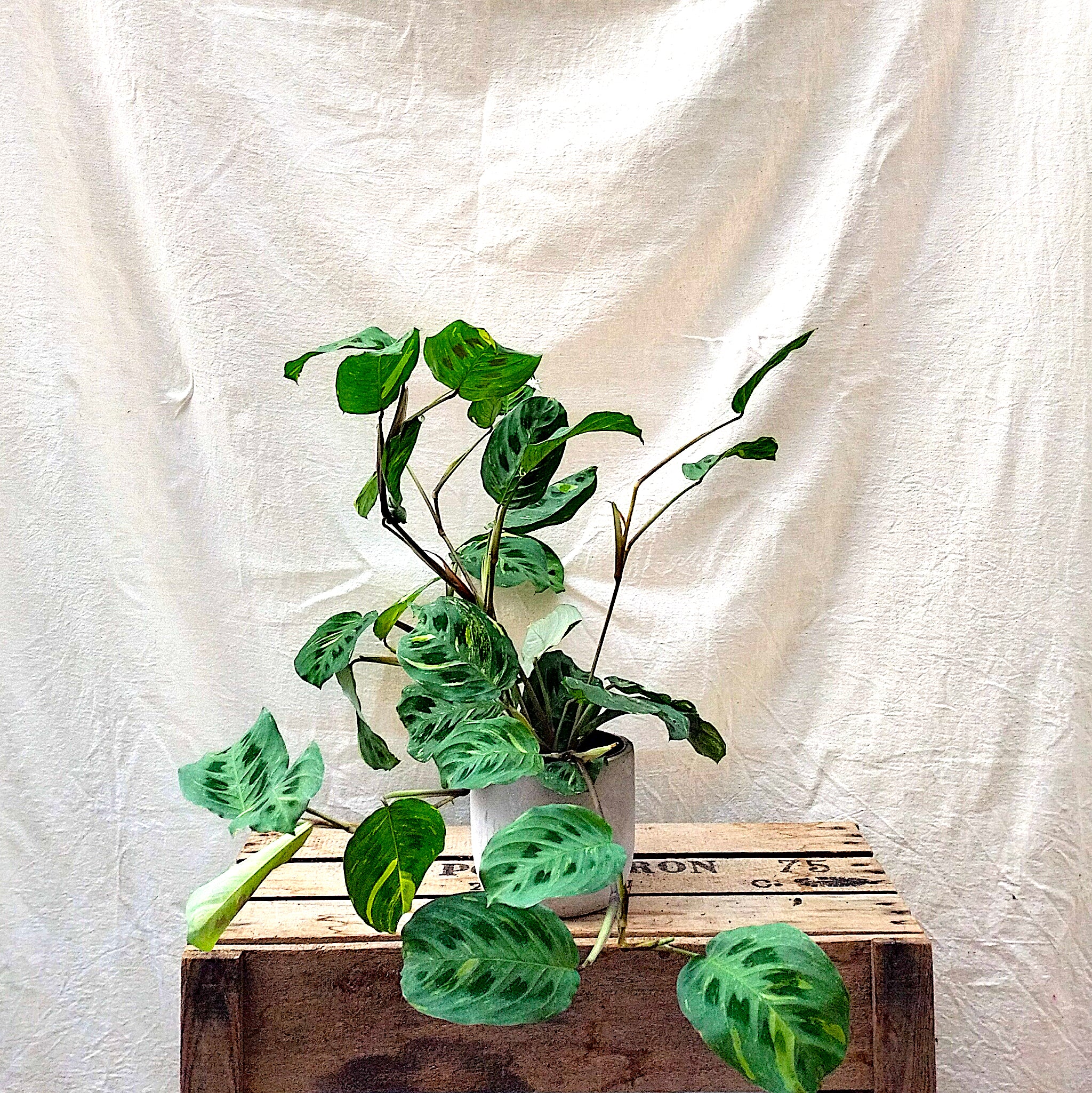 Maranta Leuconeura 'Fiesta' – Rooted & Co